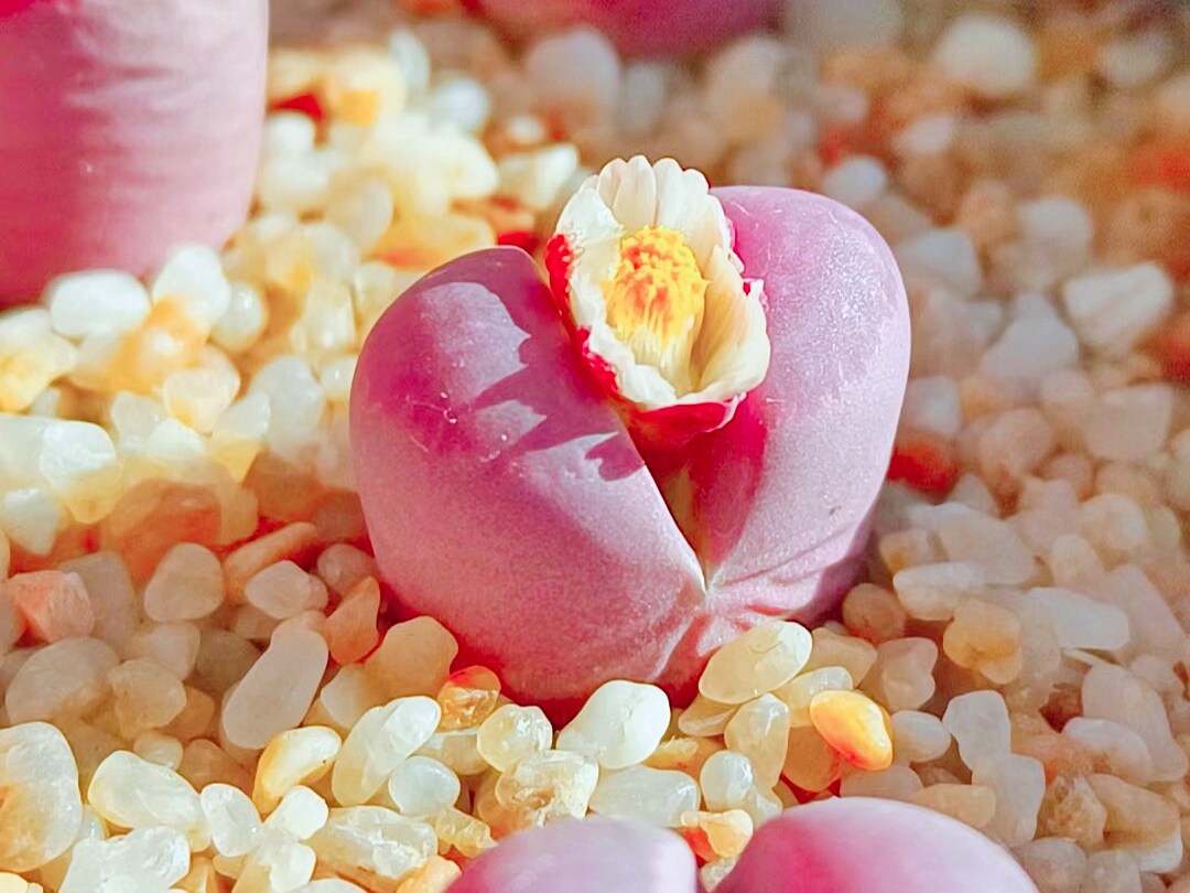10 Seeds Lithops Optica 'rubra' C81A Rare Succulent Seed Pink ...