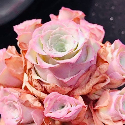 10 Seeds Rare Mountain Rose Seed MIX Greenovia Succulent Pink - Etsy