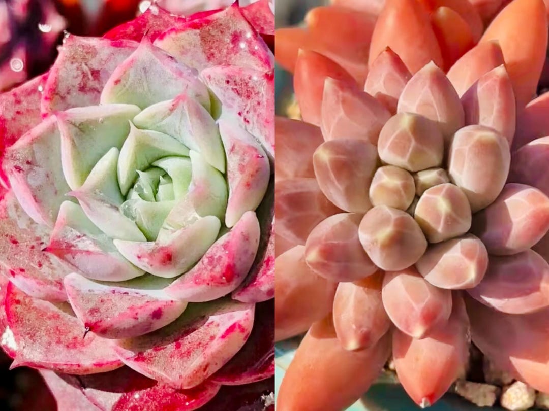 Echeveria Hyalina X Pachyphytum Compactum Rose 'chiseled Stones', 10 ...