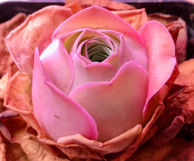 Greenovia Aurea Sp La Palma, Rare Pink Mountain Rose Succulent (10 ...