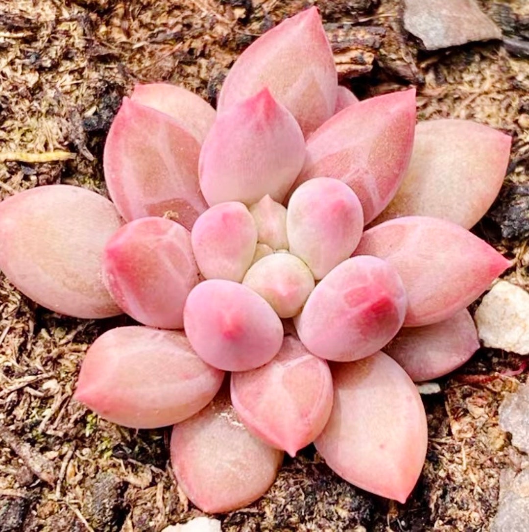 10 Seeds Echeveria Romeo Rubin X Pachyphytum baby Finger New Hybrid ...
