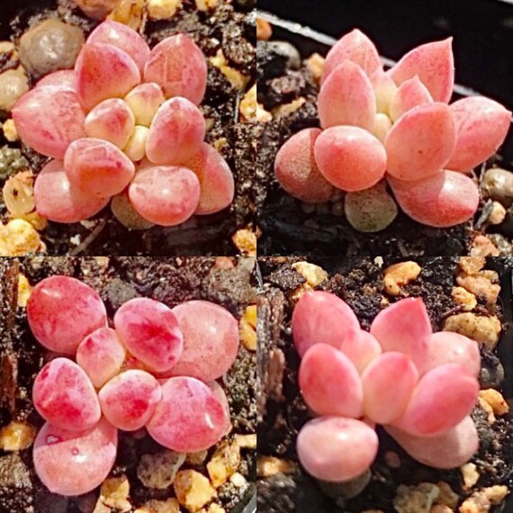 10 Seeds New Hybrid Pachyphytum Pink Cheese X Romeo Rubin - Etsy