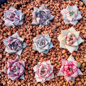 10 Seeds Echeveria Purpusorum White Form Rare Succulent Seed Pink ...