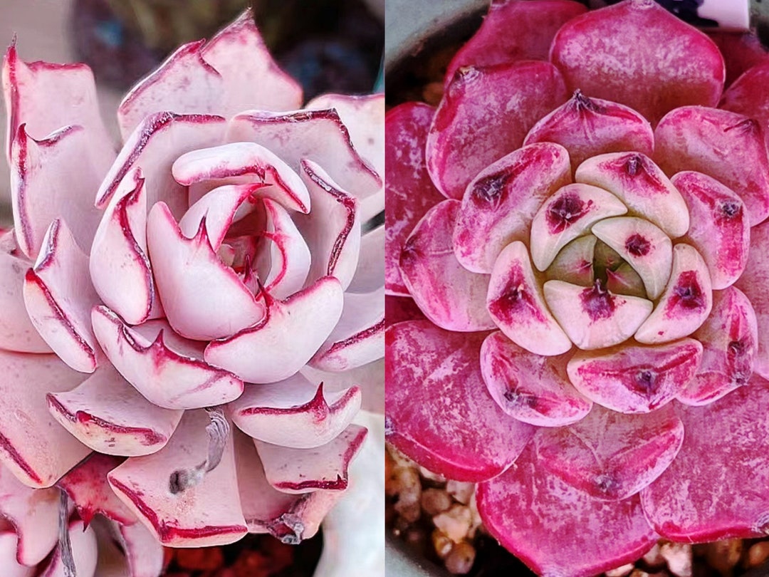 10 Seeds Echeveria Nova X Sarahime Botan New Hybrid Seed Rare Succulent ...