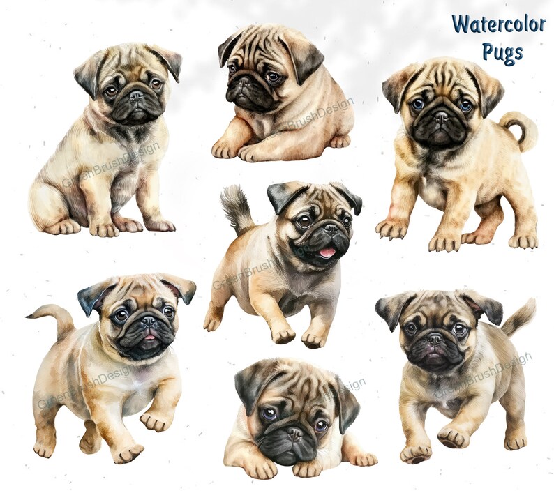 Watercolor Pugs Clipart Png Digital Download Vintage Pug - Etsy