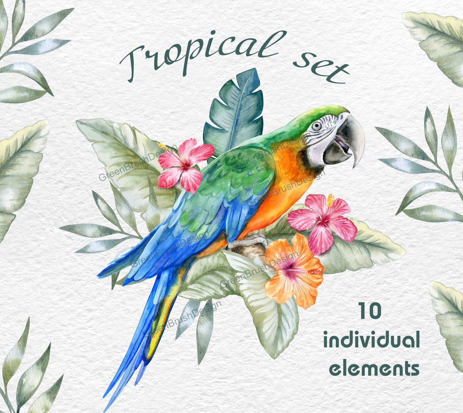 Parrot Macaw Watercolor Parrots Clipart Illustrations - Etsy