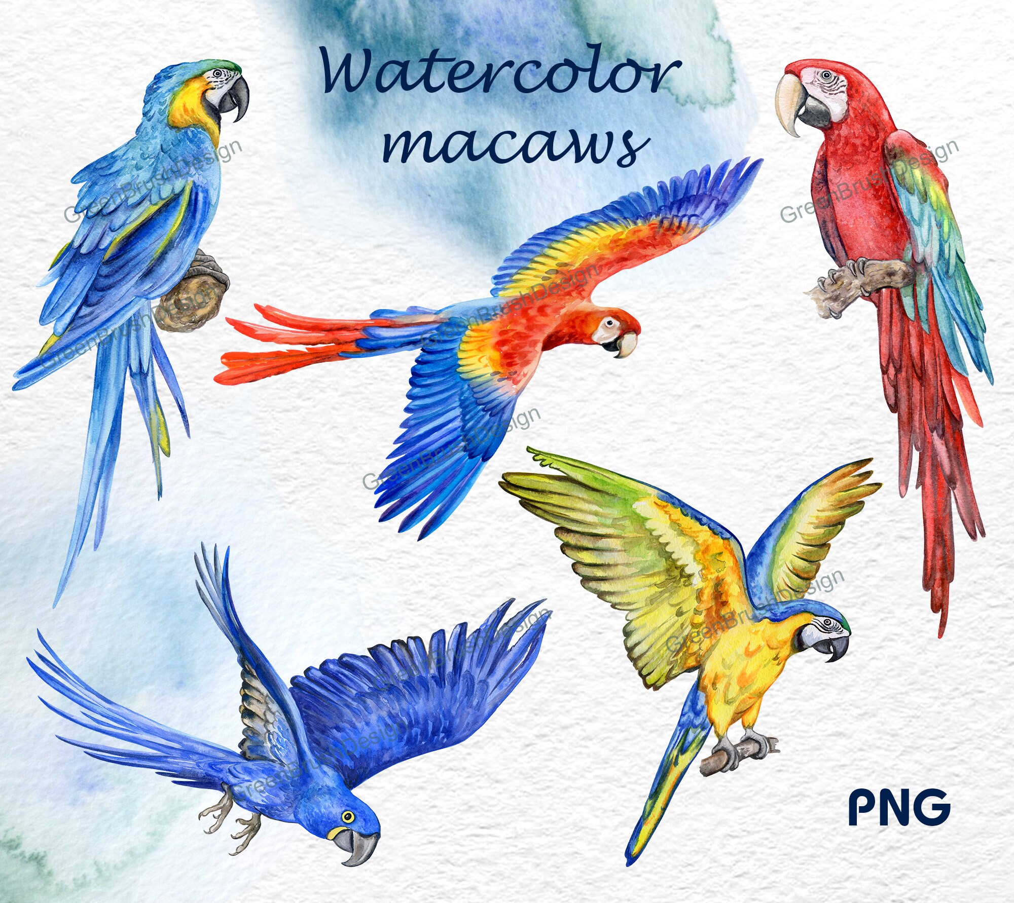 Watercolor Parrot Clipart Macaw Clipart Birds Leaves - Etsy