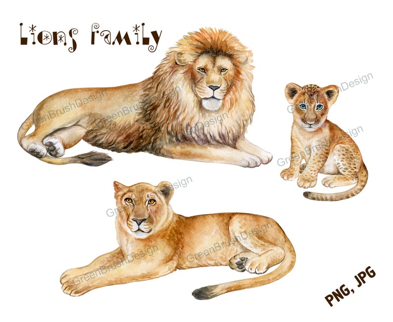 Lions Family Lion Clipart Clipart Watercolor Jungle - Etsy