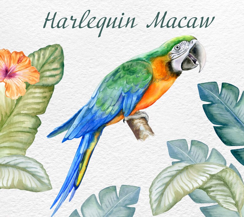 Parrot Macaw Watercolor Parrots Clipart Illustrations - Etsy