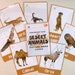 Animal Printable Picture-word Cards Set (48 Cards) | Animal Habitat ...