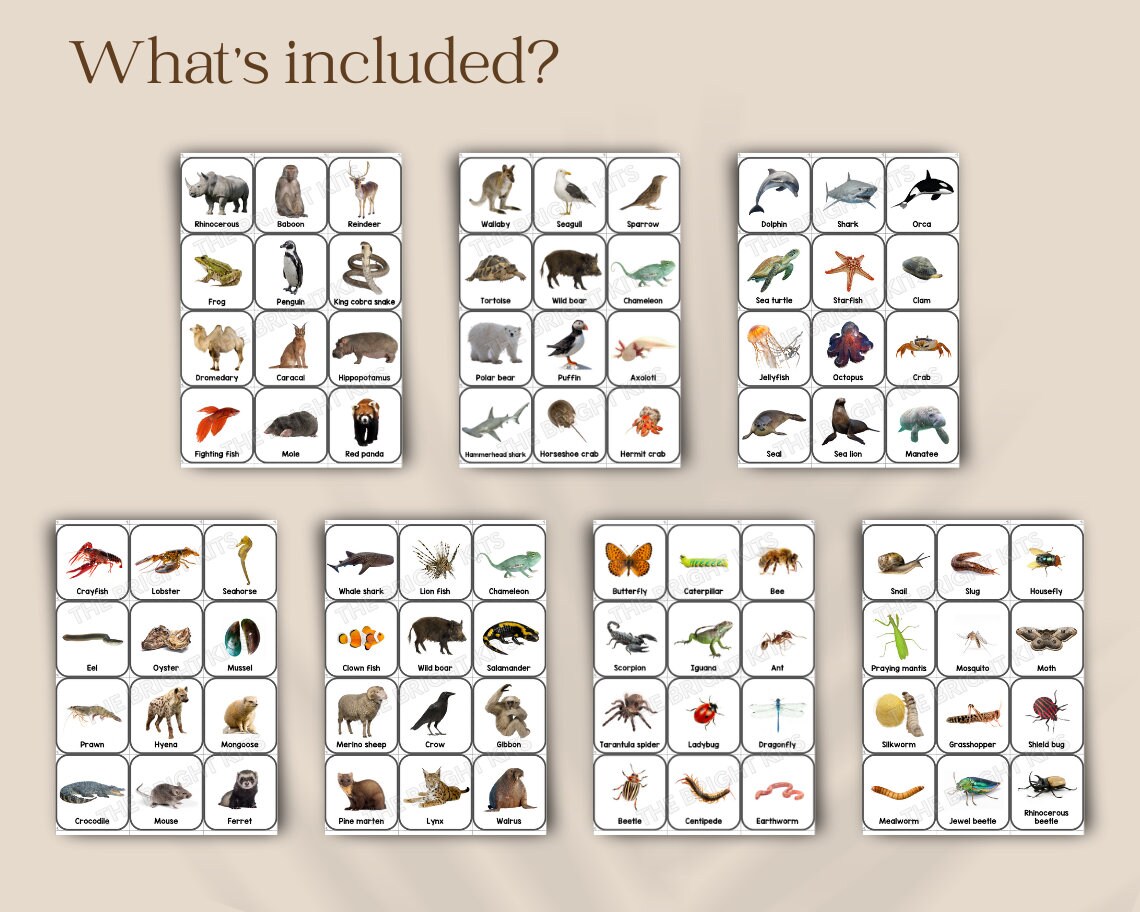 Animals and Insects Real Picture Cards Set (156 Cards) | Autism Visual ...