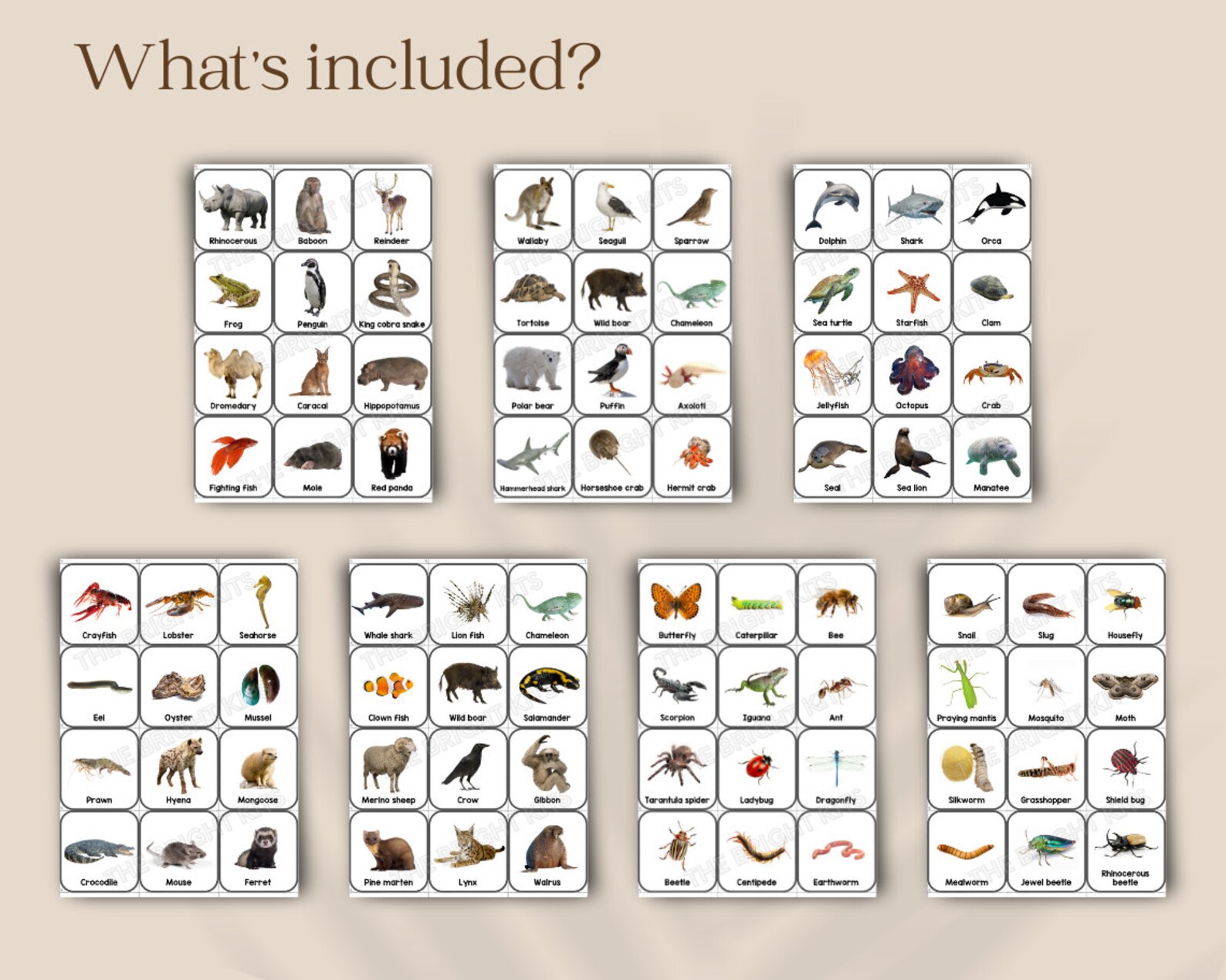 Animals and Insects Real Picture Cards Set (156 Cards) | Autism Visual ...