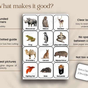 Animals and Insects Real Picture Cards Set (156 Cards) | Autism Visual ...