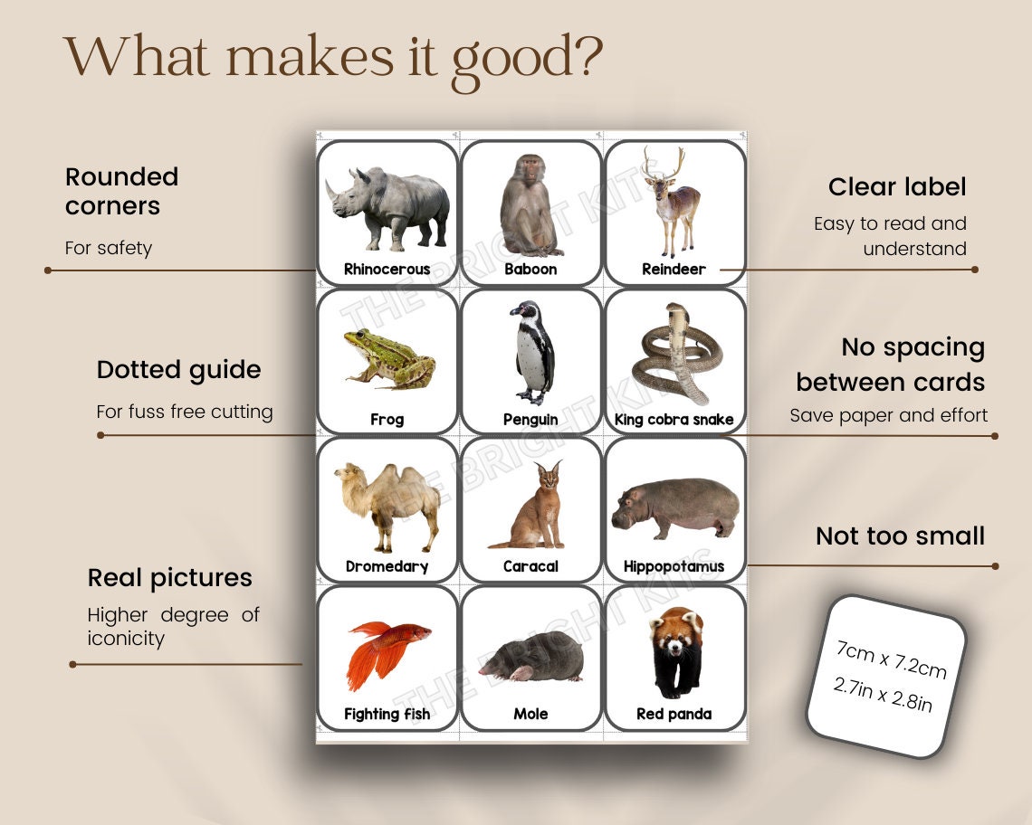 Animals and Insects Real Picture Cards Set (156 Cards) | Autism Visual ...