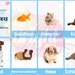 Animal Printable Picture-word Cards Set in German (48 Cards) | Animal ...