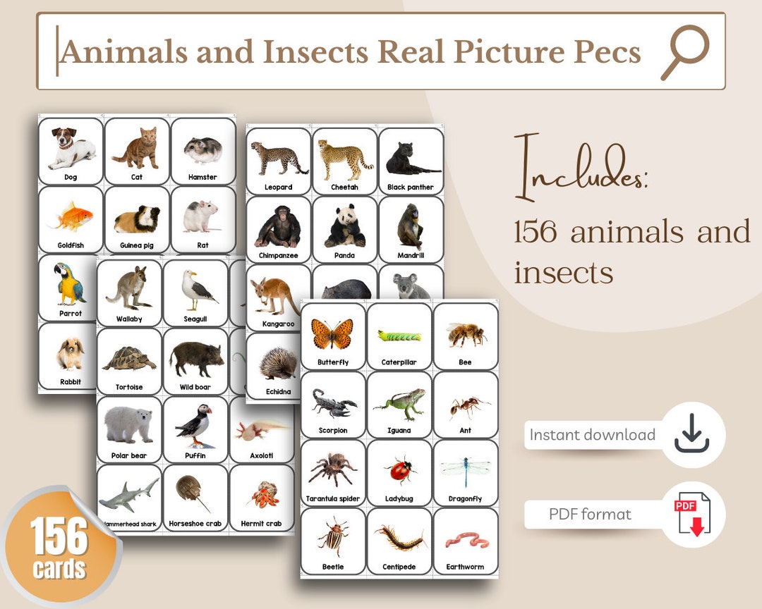 Animals and Insects Real Picture Cards Set (156 Cards) | Autism Visual ...