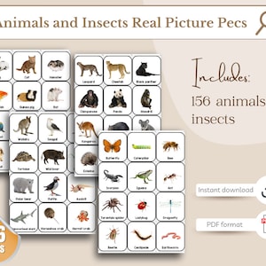 Animals and Insects Real Picture Cards Set (156 Cards) | Autism Visual ...