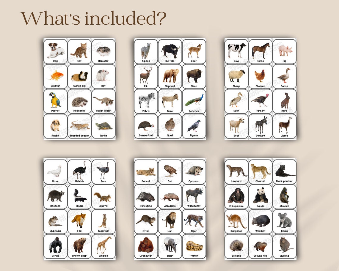Animals and Insects Real Picture Cards Set (156 Cards) | Autism Visual ...