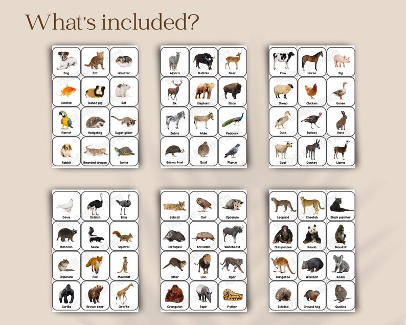 Animals and Insects Real Picture Cards Set (156 Cards) | Autism Visual ...