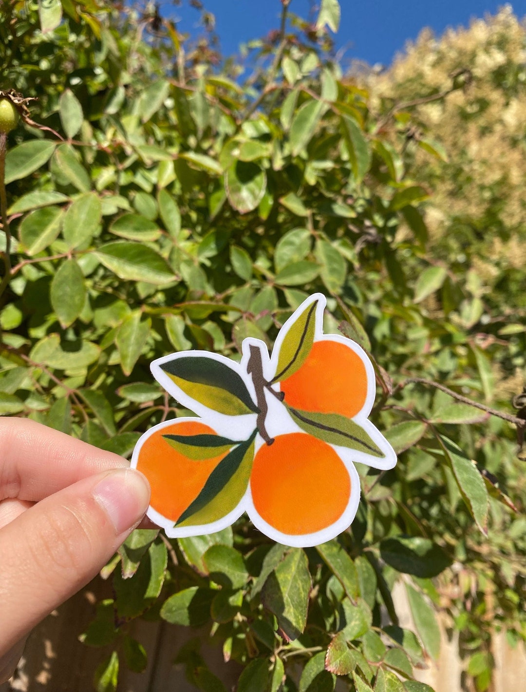 Vintage Style Oranges Fruit Sticker | Vinyl Weatherproof Orange Sticker ...