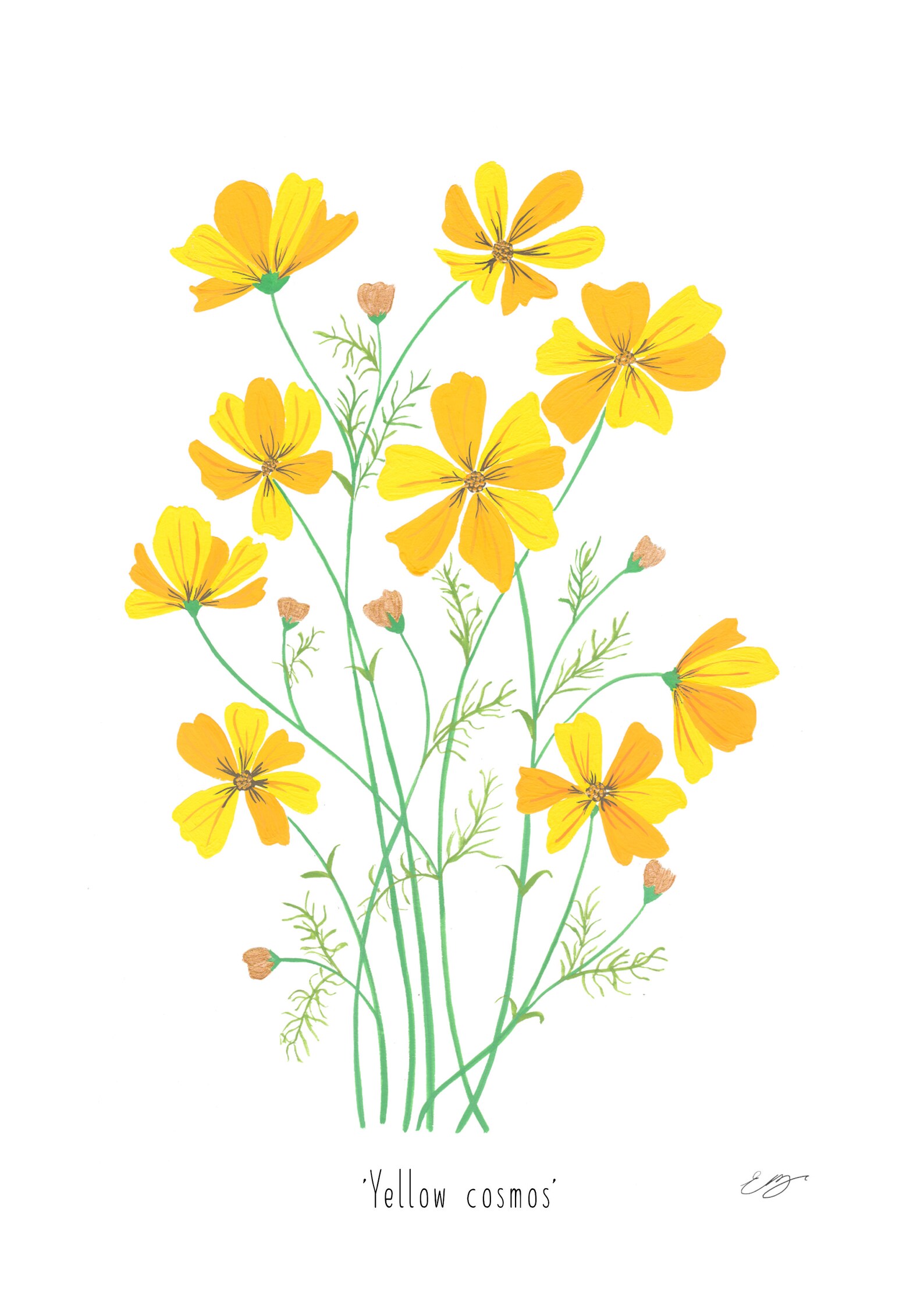 Yellow Cosmos A5 Wall Art Print - Botanical Art - Gouache Illustration ...