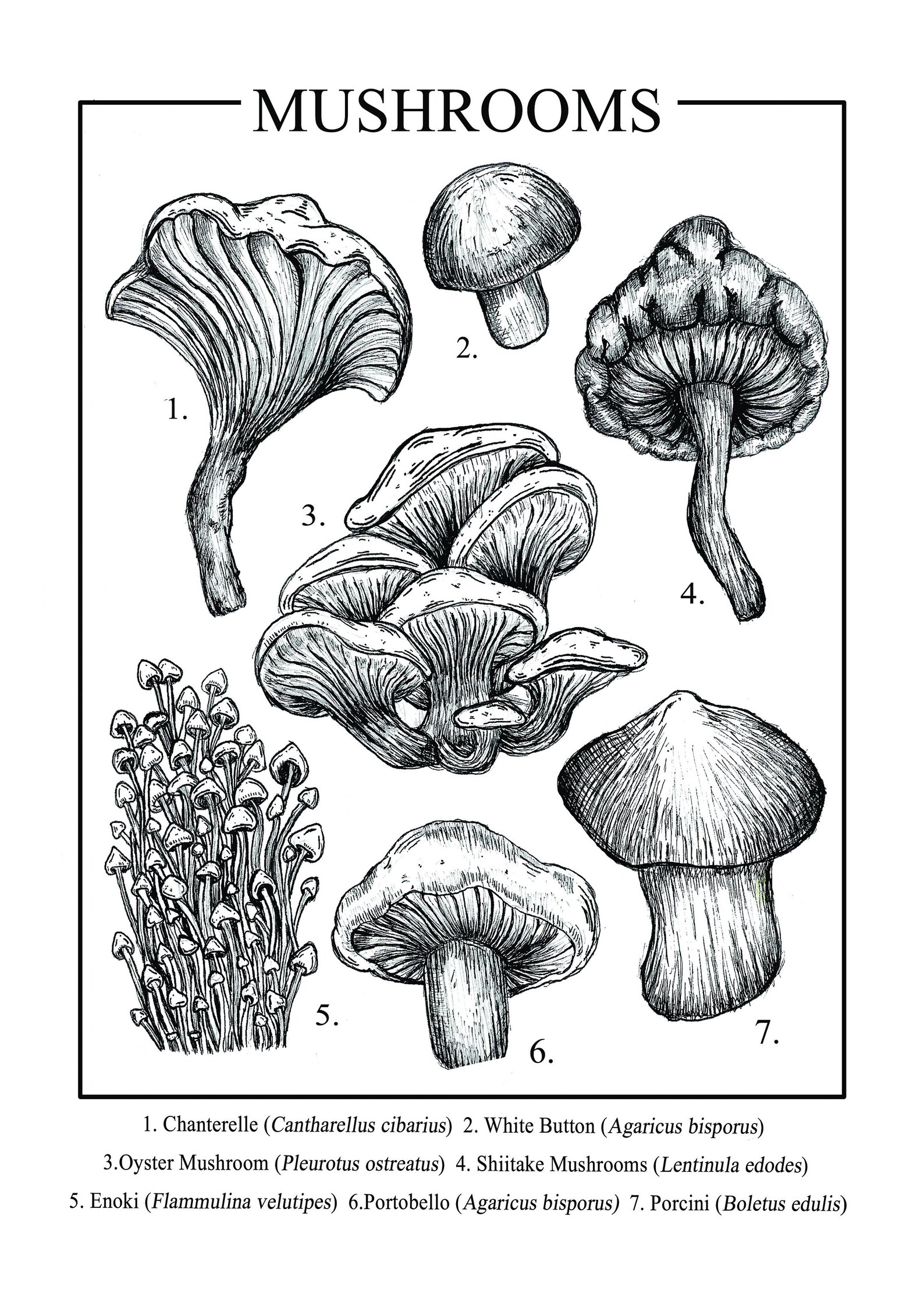 Mushroom Chart Culinary Wall Art Kitchen Decor Botanical - Etsy