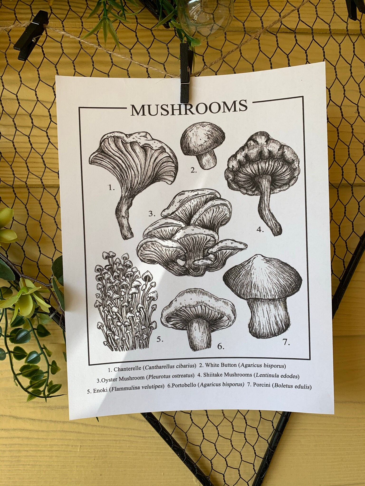 Mushroom Chart Culinary Wall Art Kitchen Decor Botanical - Etsy