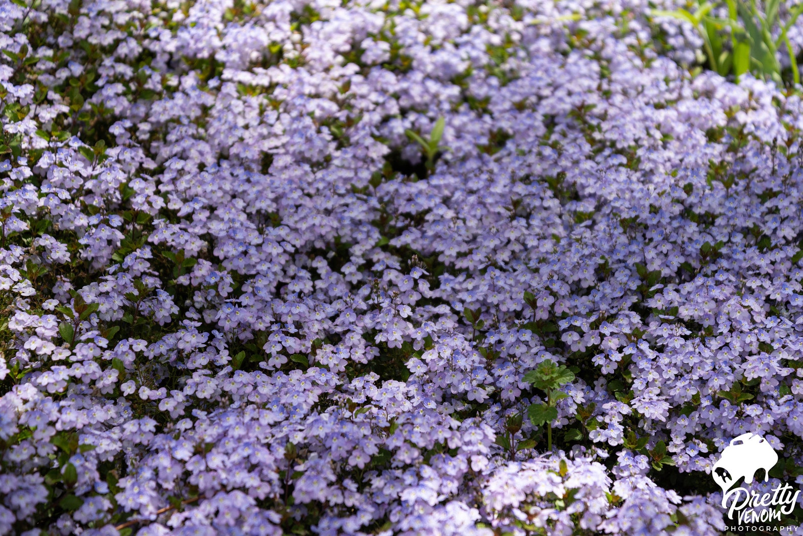 Floral Greeting Card Purple Forget-me-nots Blank Greeting - Etsy