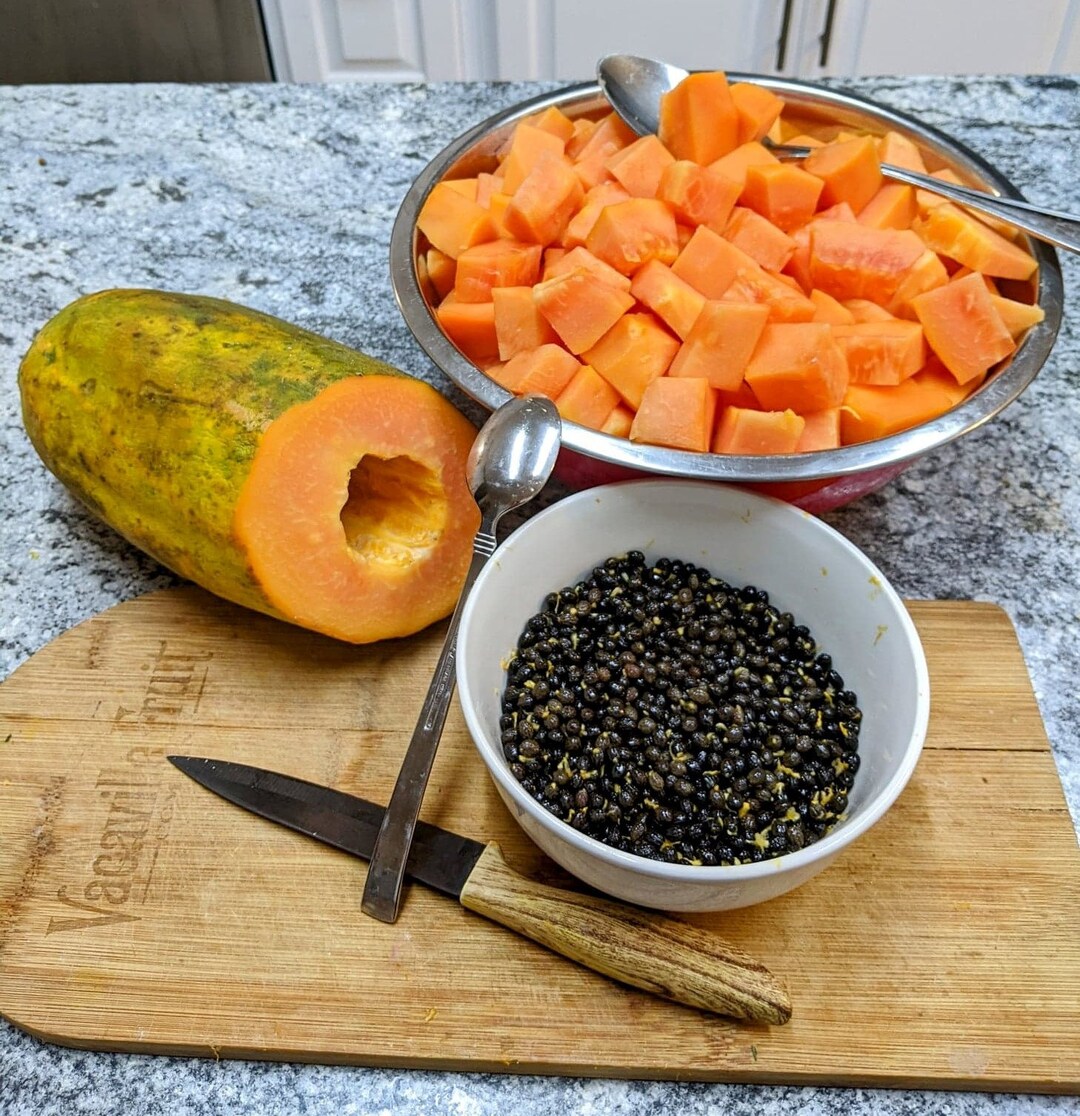 40 PAPAYA SEEDS Tainung Formosa Variety Carica Pawpaw Tropical LARGE ...