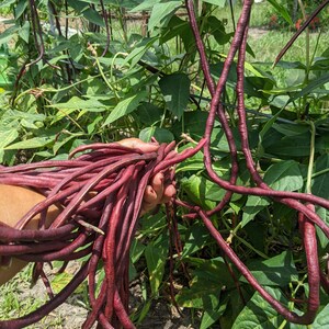 25 SEEDS PURPLE String Bean Yard Long Beans Asian Chinese Yardlong ...