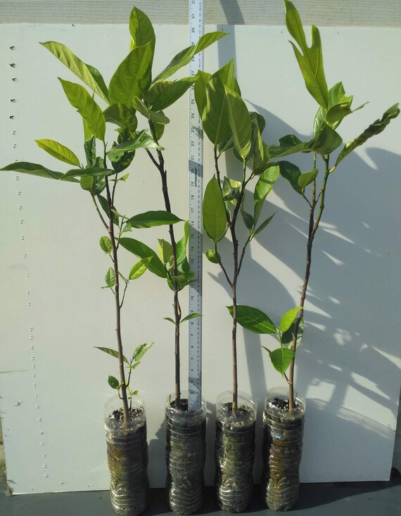 LIVE JACKFRUIT TREE Jack Fruit Seedling Artocarpus - Etsy
