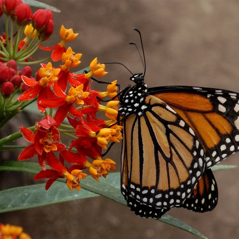 Butterfly Weed Plant - Etsy