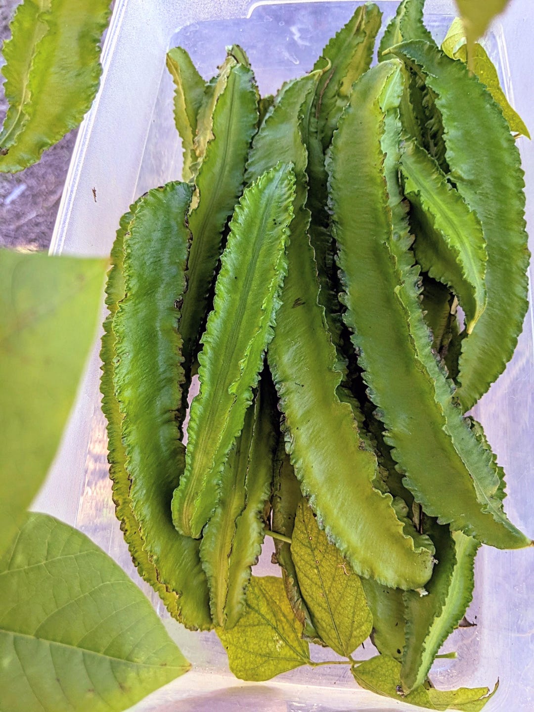 12 Winged Bean SEEDS, Psophocarpus Tetragonolobus, Goa Bean, Four ...