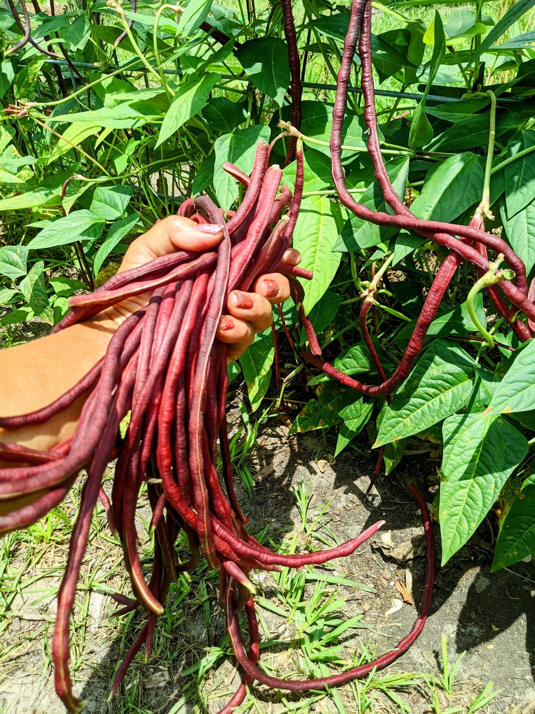 40 SEEDS PURPLE Yard Long Beans Asian Chinese Yardlong String Bean ...