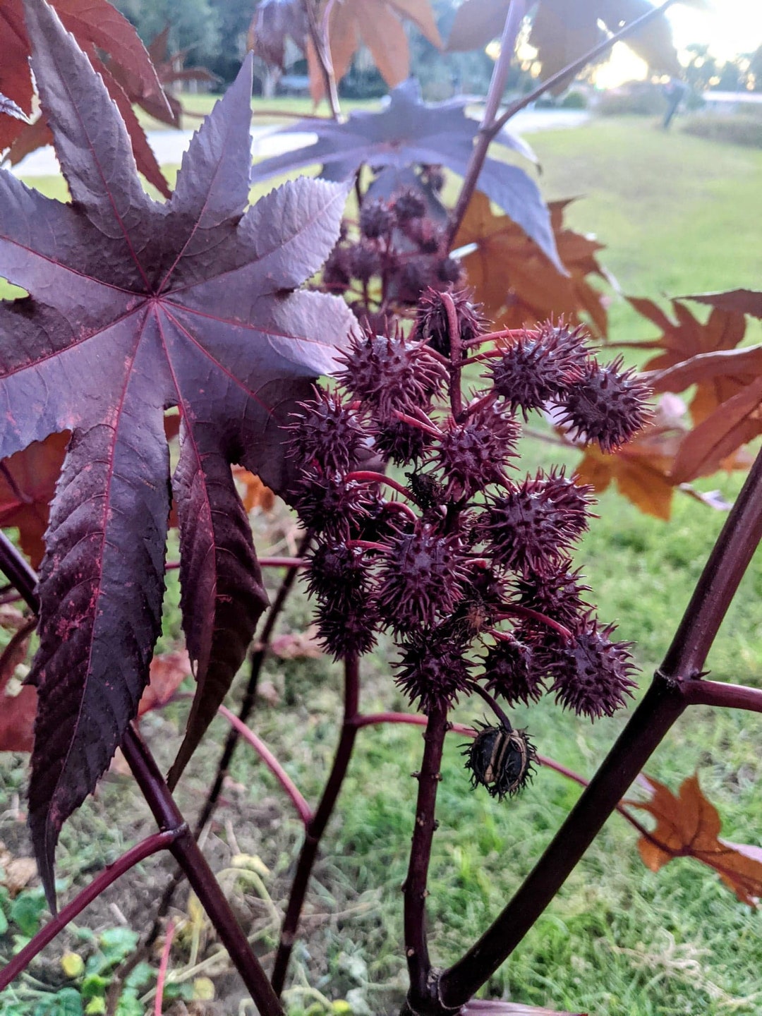 15 DARK PURPLE CASTOR Bean Seeds Ricinus Communis Fast Growing Tropical ...