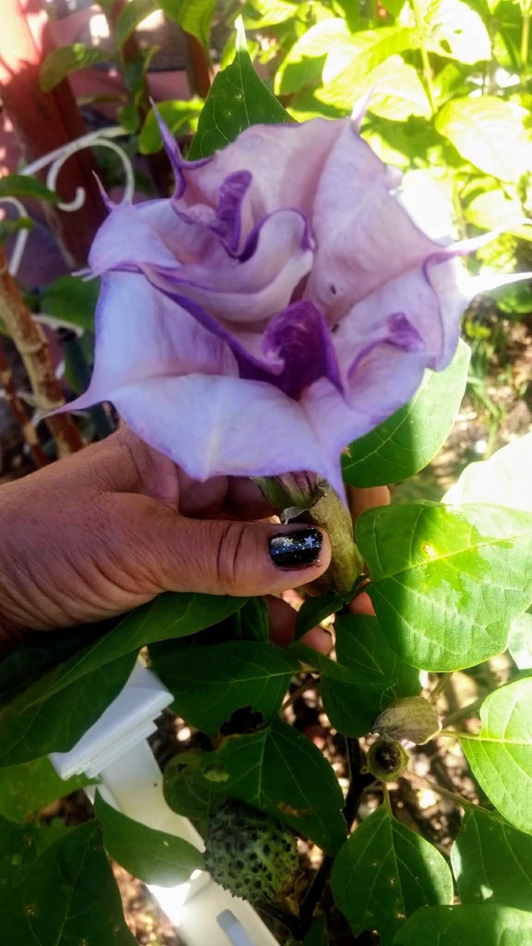 30 Seeds PURPLE & WHITE Double Datura Inoxia, Datura Moonflower, Angel ...