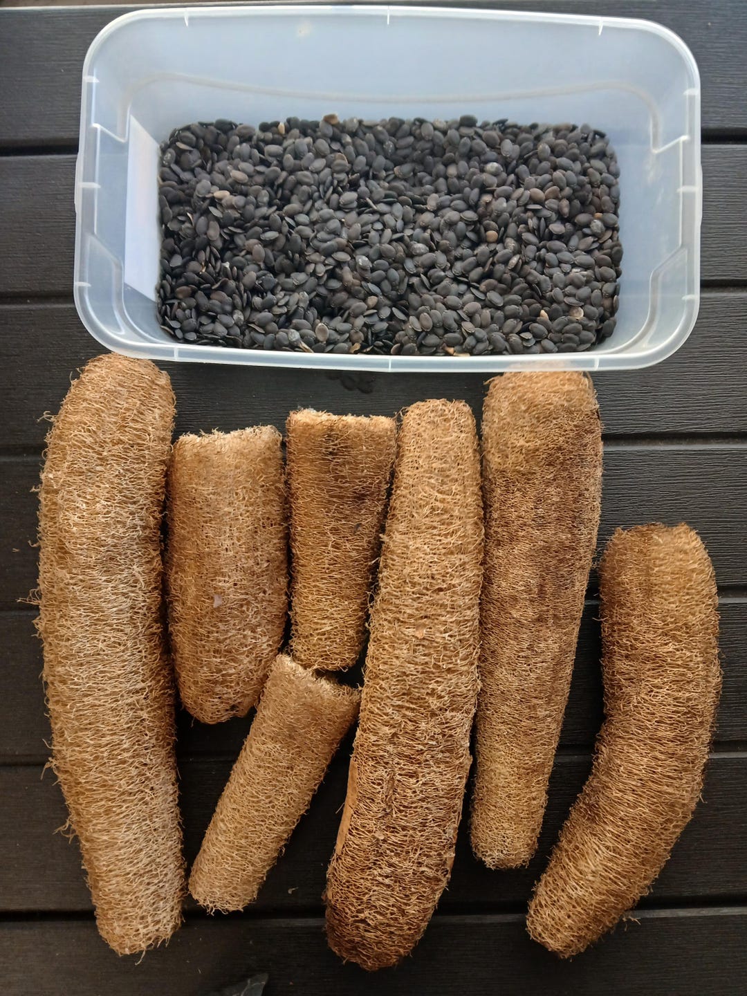 30 SEEDS Luffa Aegyptiaca, Loofah Sponge Gourd, Egyptian Cucumber Vine ...