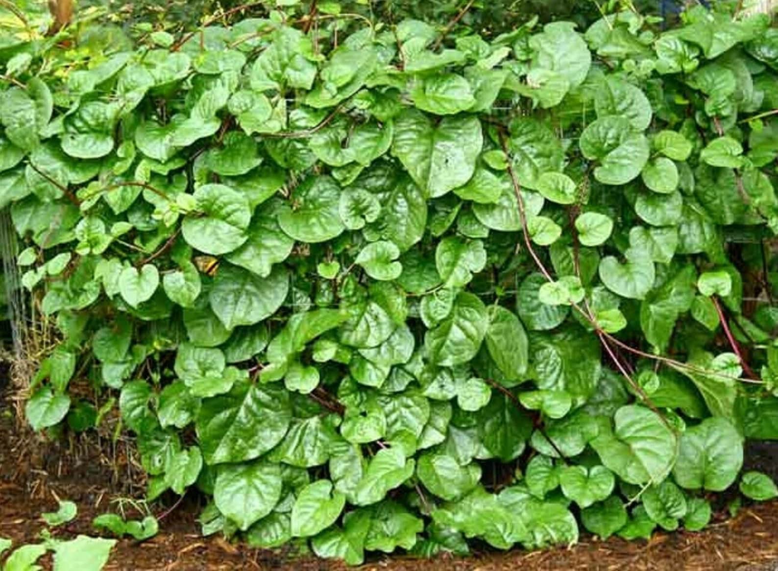 40 Seeds Red Malabar Spinach Basella Rubra Heat Tolerant | Etsy