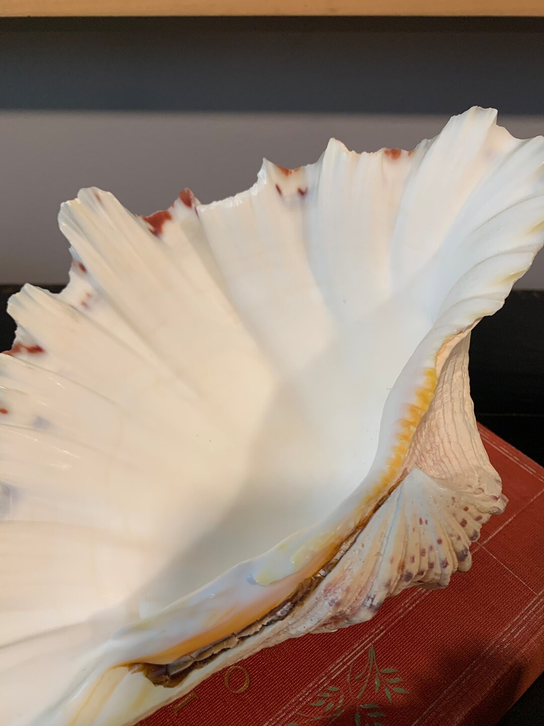 Giant Clamshell Matched Pair Natural 2pc Tridacna Gigas Seashell Zebra ...