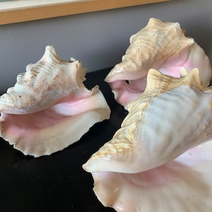 Vintage Giant Queen Conch Shells, Set of 3 - Etsy