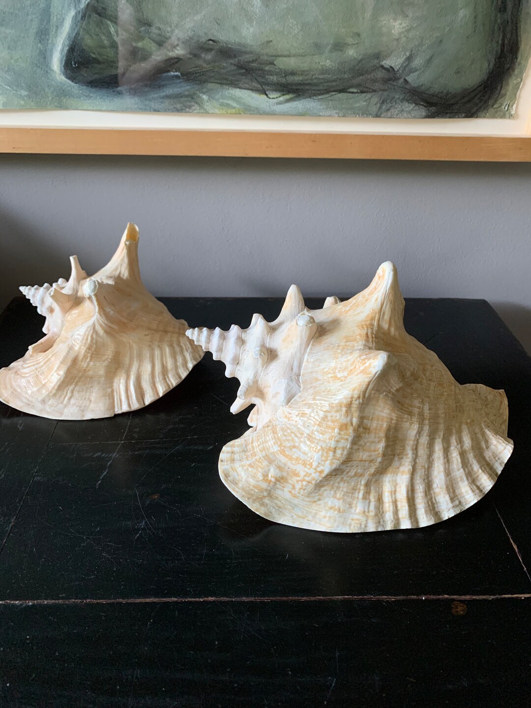 Vintage Giant Conch Shell, Set of 2 - Etsy