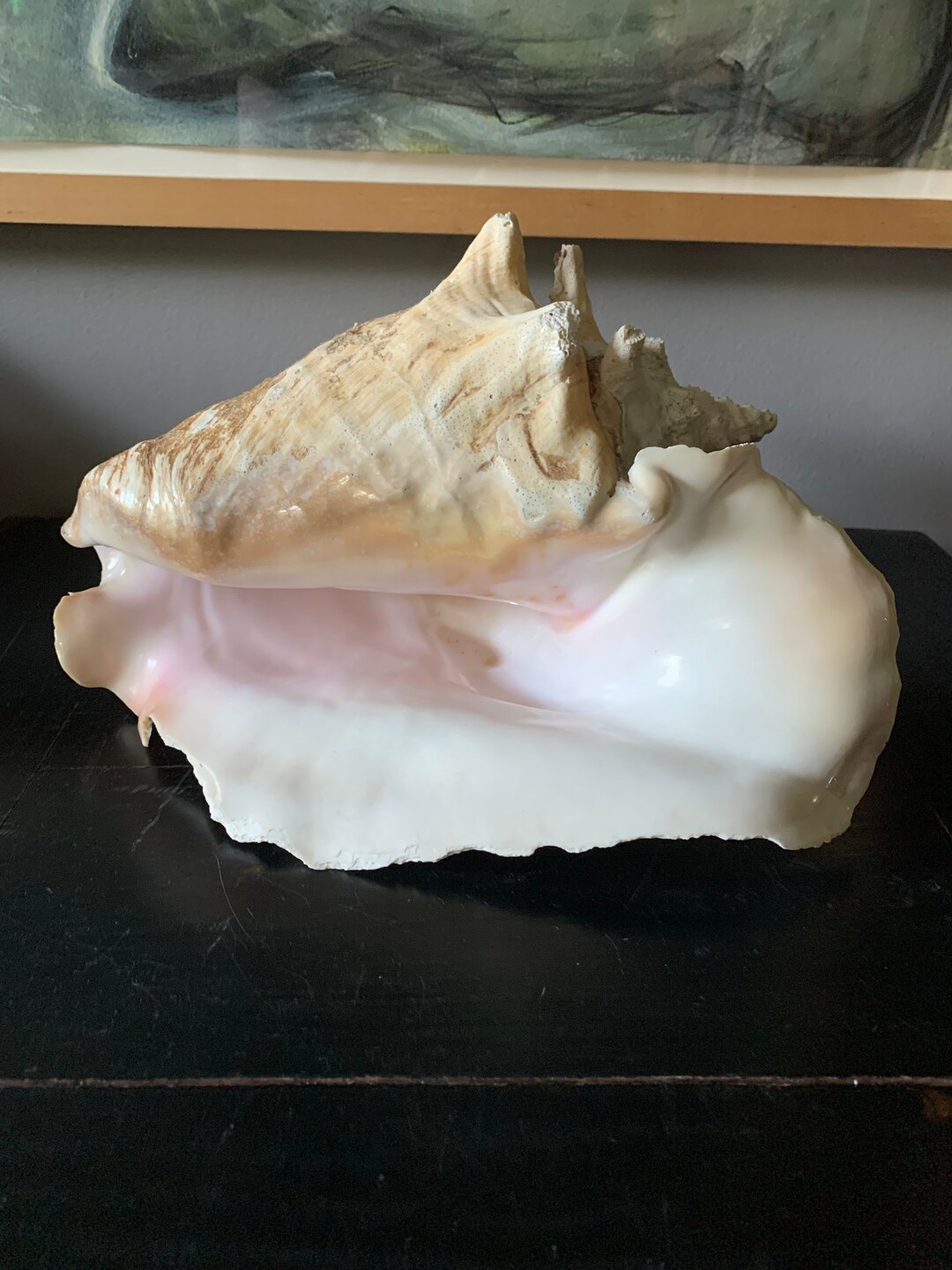 Vintage Giant Conch Shell, 12x8.5” - Etsy