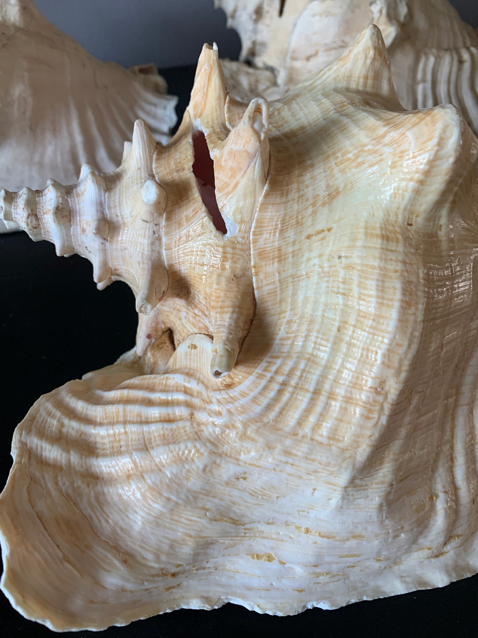 Vintage Giant Queen Conch Shells, Set of 3 - Etsy