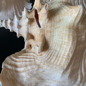 Vintage Giant Queen Conch Shells, Set of 3 - Etsy