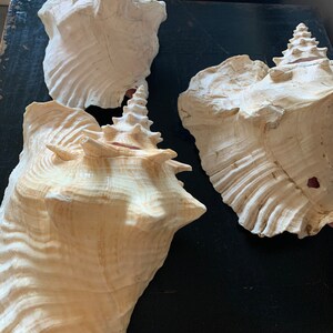 Vintage Giant Queen Conch Shells, Set of 3 - Etsy