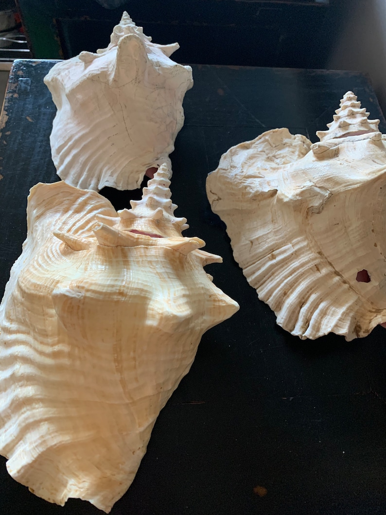 Vintage Giant Queen Conch Shells, Set of 3 - Etsy