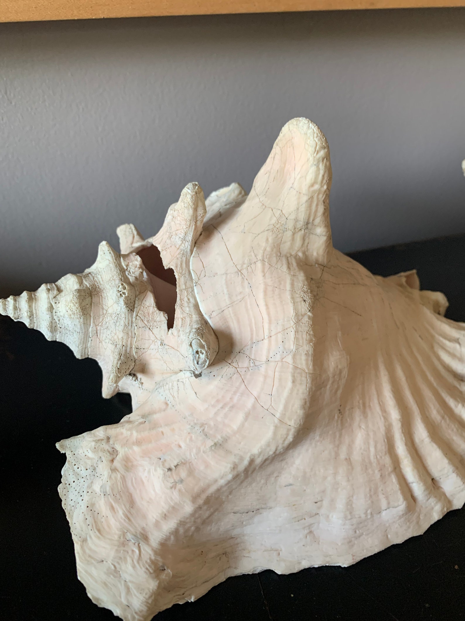 Vintage Giant Queen Conch Shells, Set of 3 - Etsy