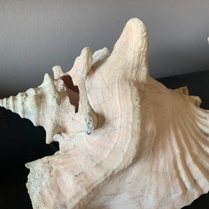 Vintage Giant Queen Conch Shells, Set of 3 - Etsy