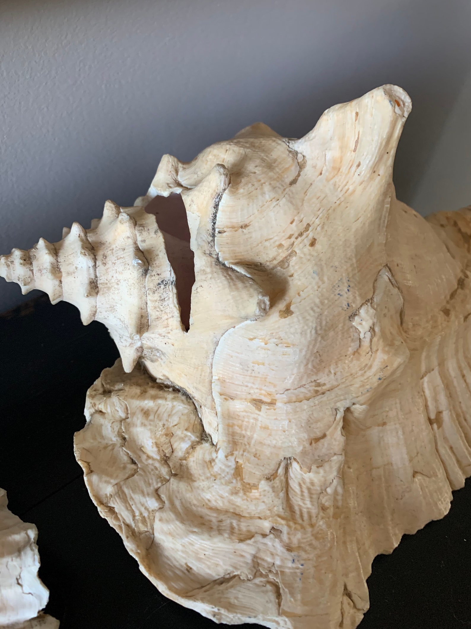 Vintage Giant Queen Conch Shells, Set of 3 - Etsy