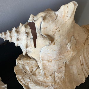 Vintage Giant Queen Conch Shells, Set of 3 - Etsy